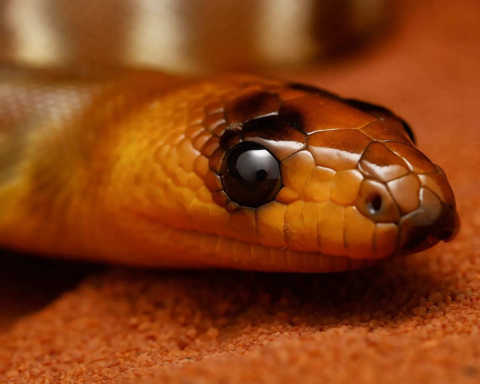 Snakes in the Australian Outback: Types, Safety, and Tips